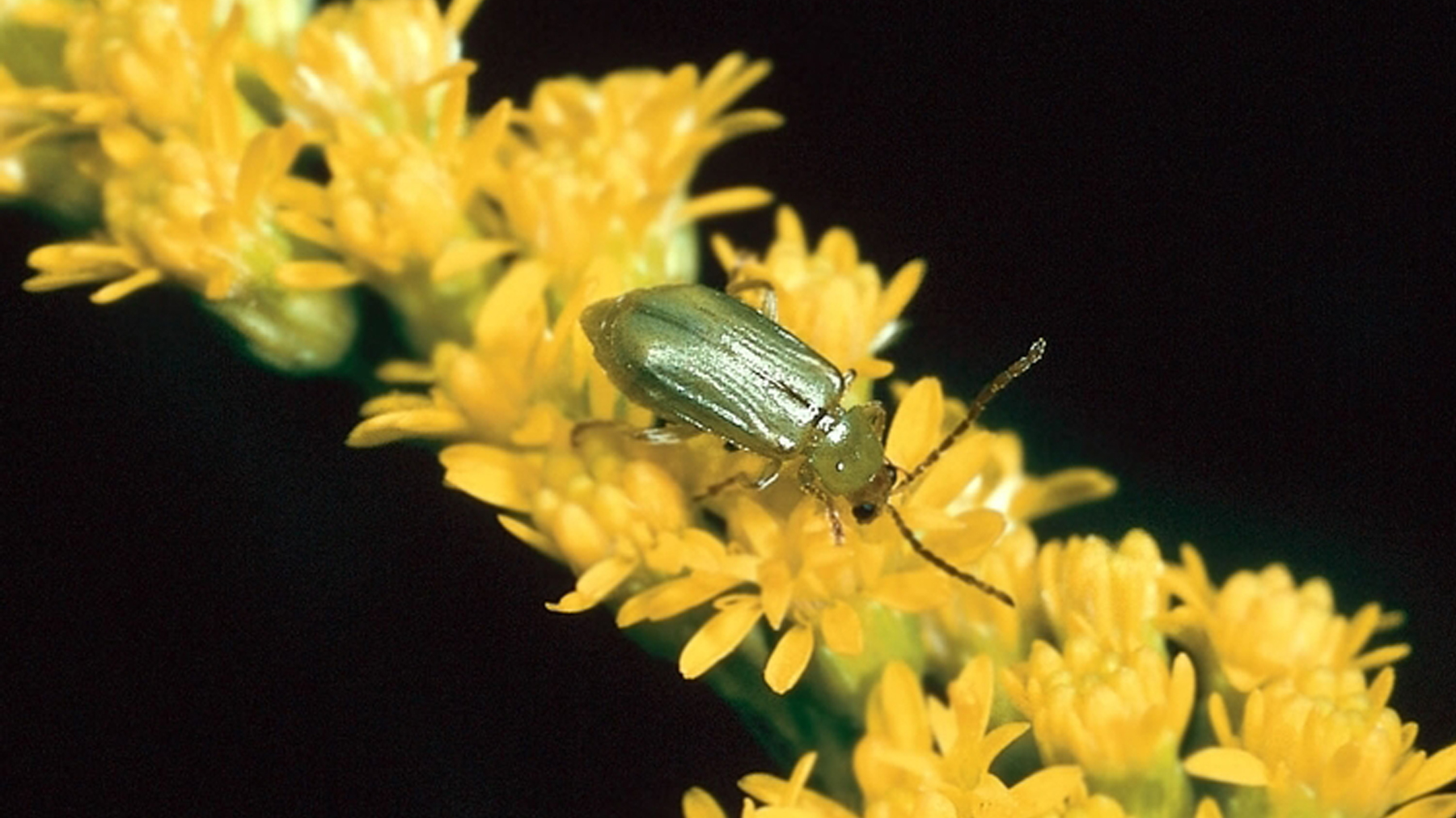 What is corn rootworm’s next move on your farm?