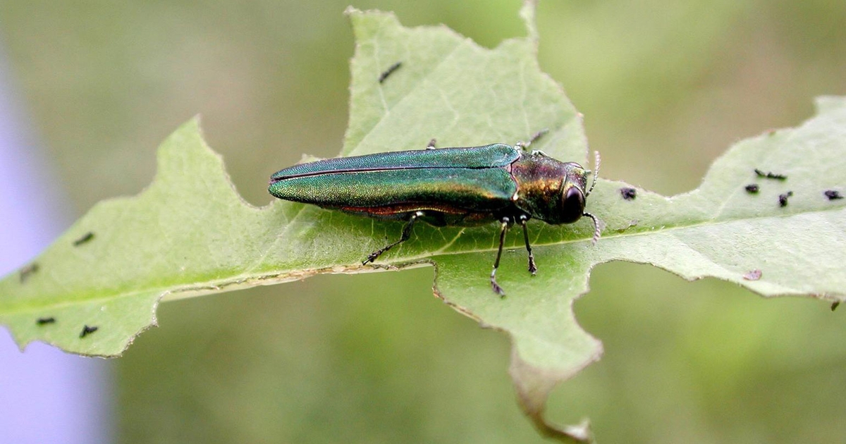 4 steps to help prevent spread of invasive pests and diseases