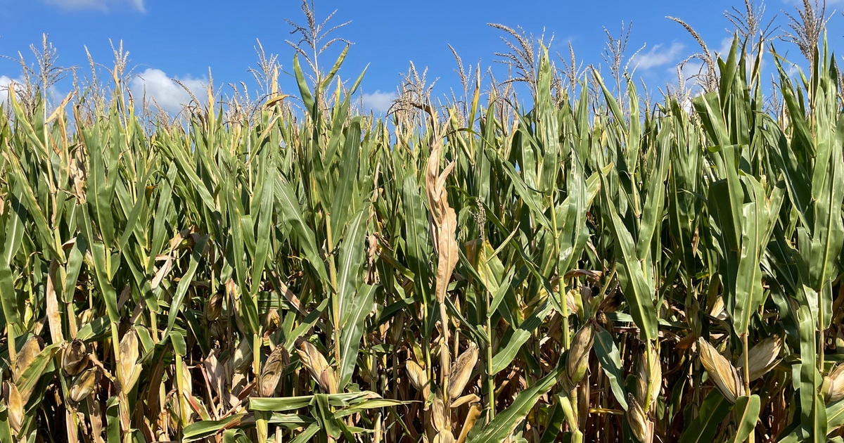 How to manage for crop diseases | Farm Progress