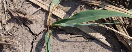 Wet conditions favorable for seedling diseases in early planted corn