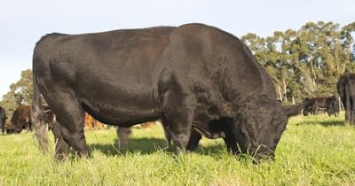 Taking care of bulls during breeding season