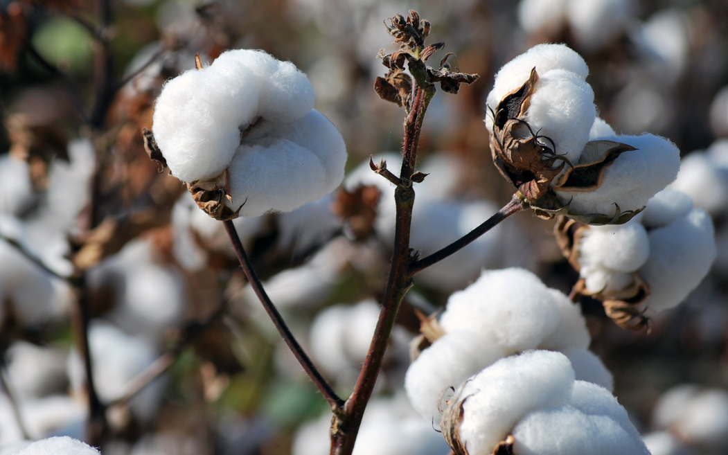 Farmers put new Bollgard, XtendFlex cotton to the test
