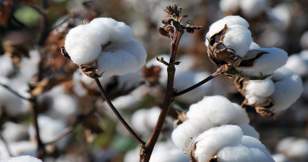 Farmers put new Bollgard, XtendFlex cotton to the test