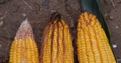 4 possible causes of tip dieback in corn