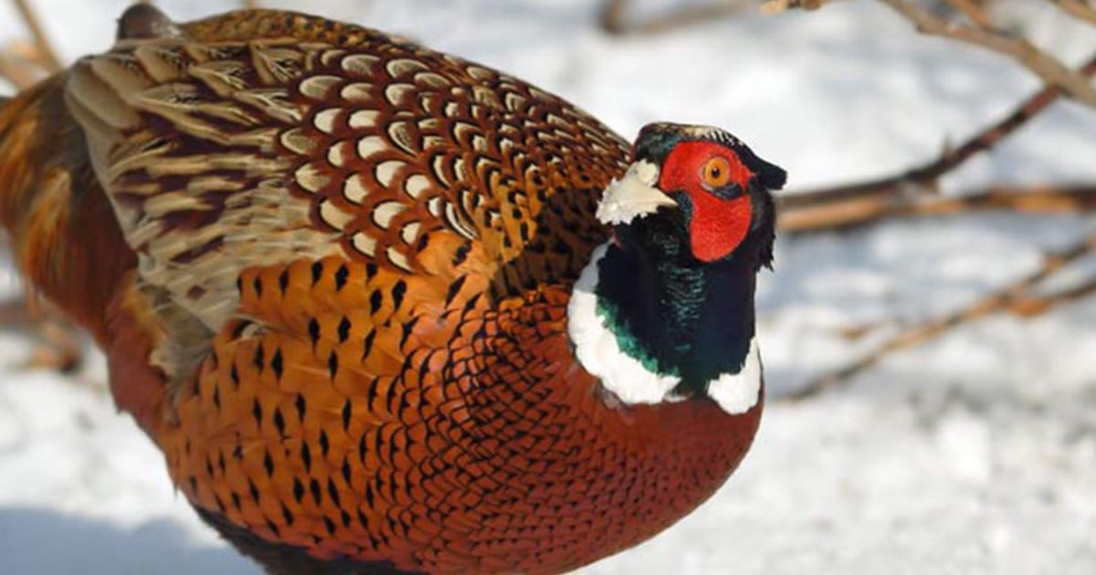 5 programs to tap for pheasant habitat