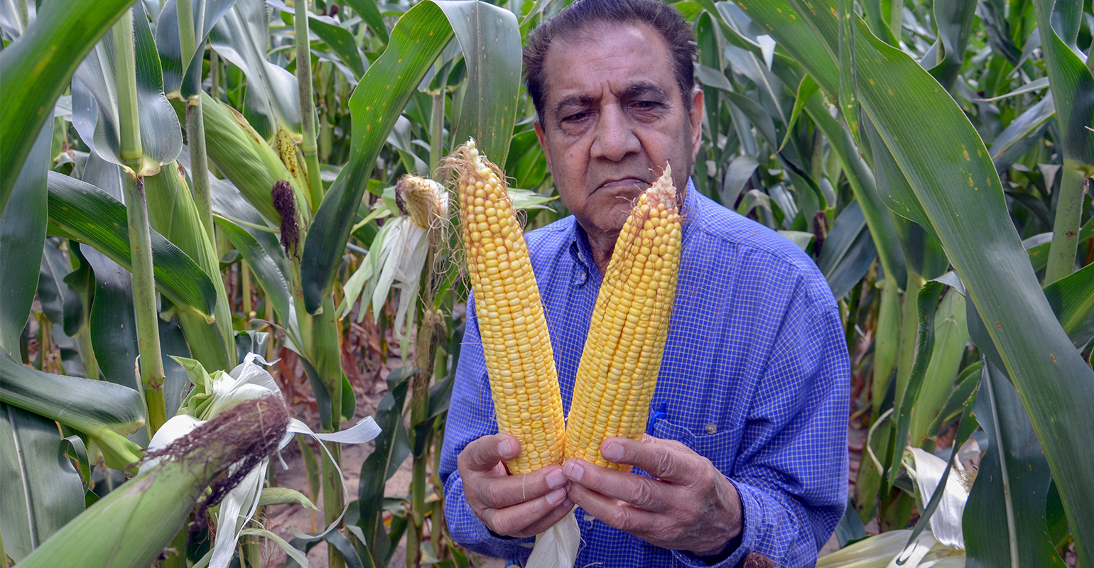 Learn to recognize different hybrids in the field