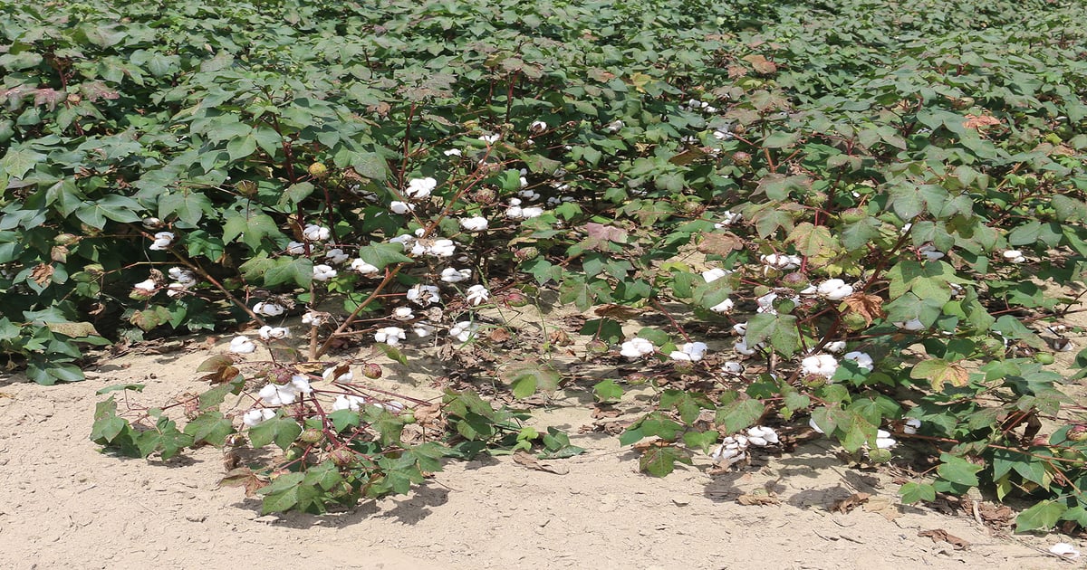 Tweaking cotton genes