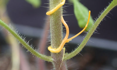 Weed control in the future may hinge on what plants 'say'