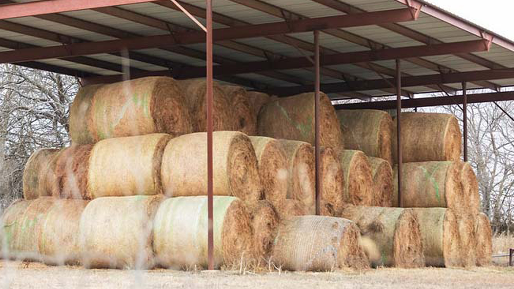 Annual forages offer farmers tool to combat risks