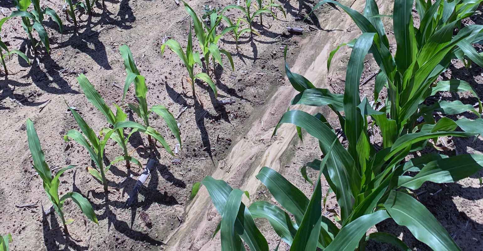 The year of stunted corn