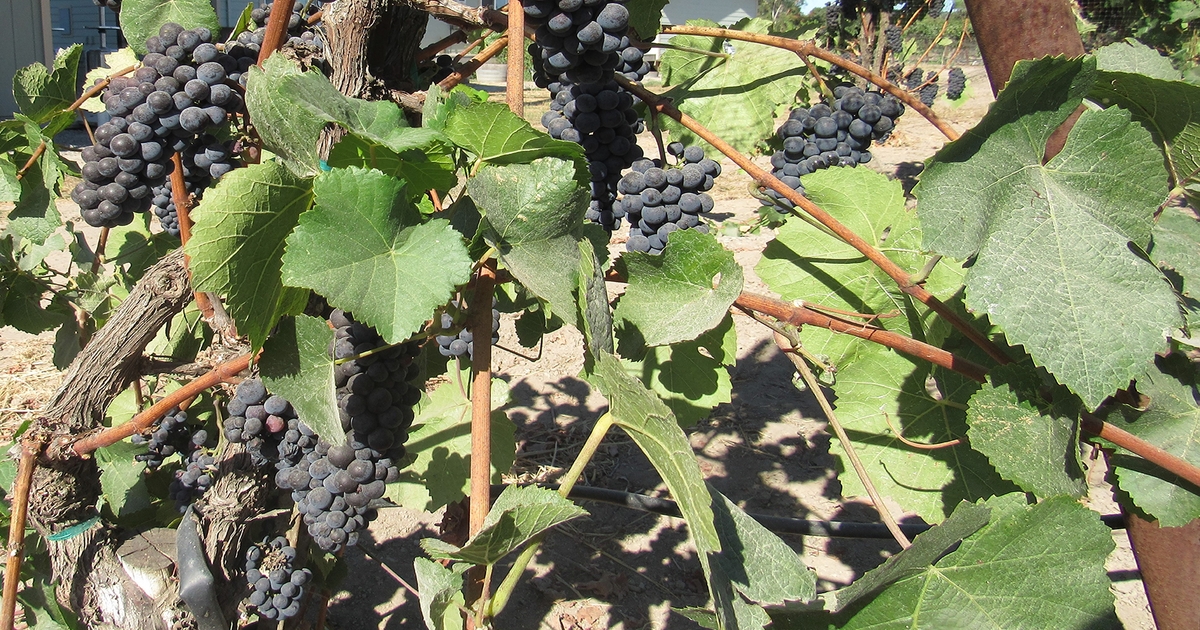 Brix: the sweet spot for grape harvest