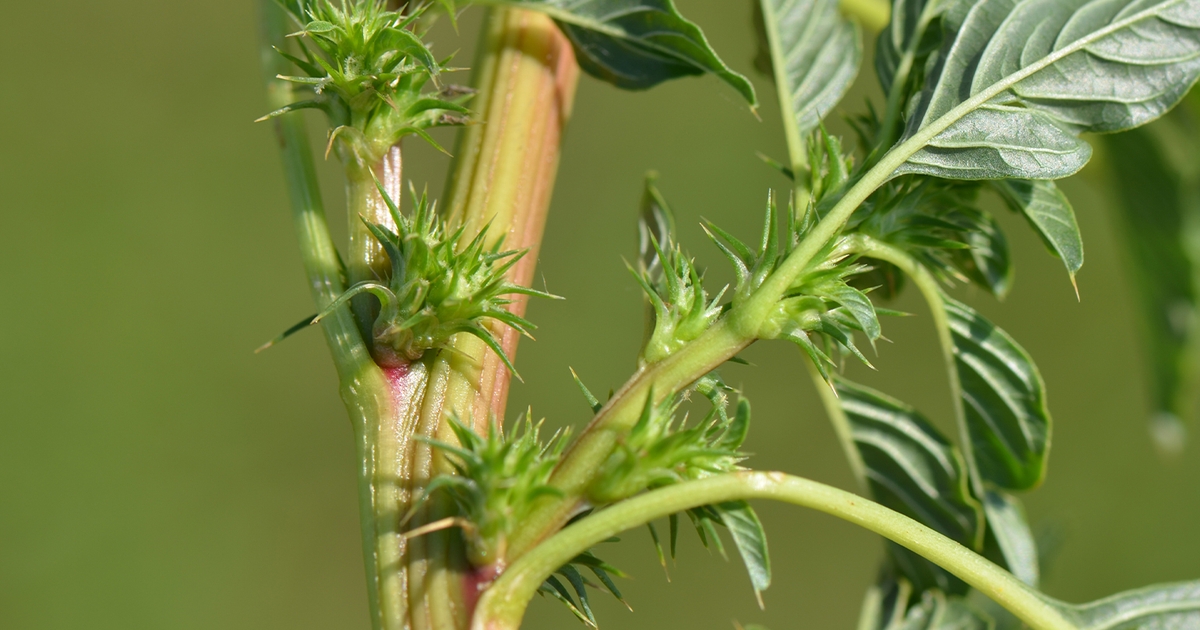 More Palmer amaranth found in Minnesota