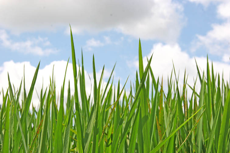 Aerobic rice production a profound advance | Farm Progress