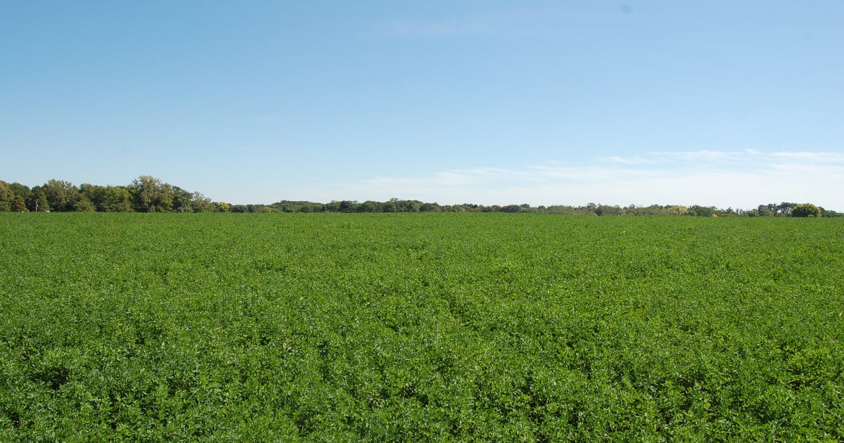 Figuring nitrogen for corn after alfalfa