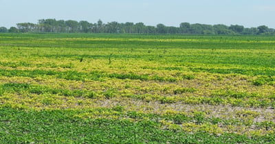 New soybean iron deficiency chlorosis ratings available