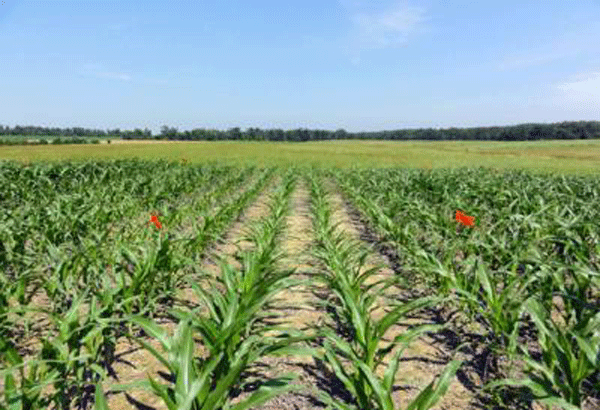 Forcing soil fragipan deeper may improve corn, soybean yields