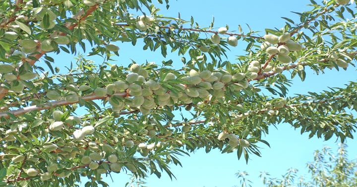 Almond grower benefits from Sustainability Program | Farm Progress