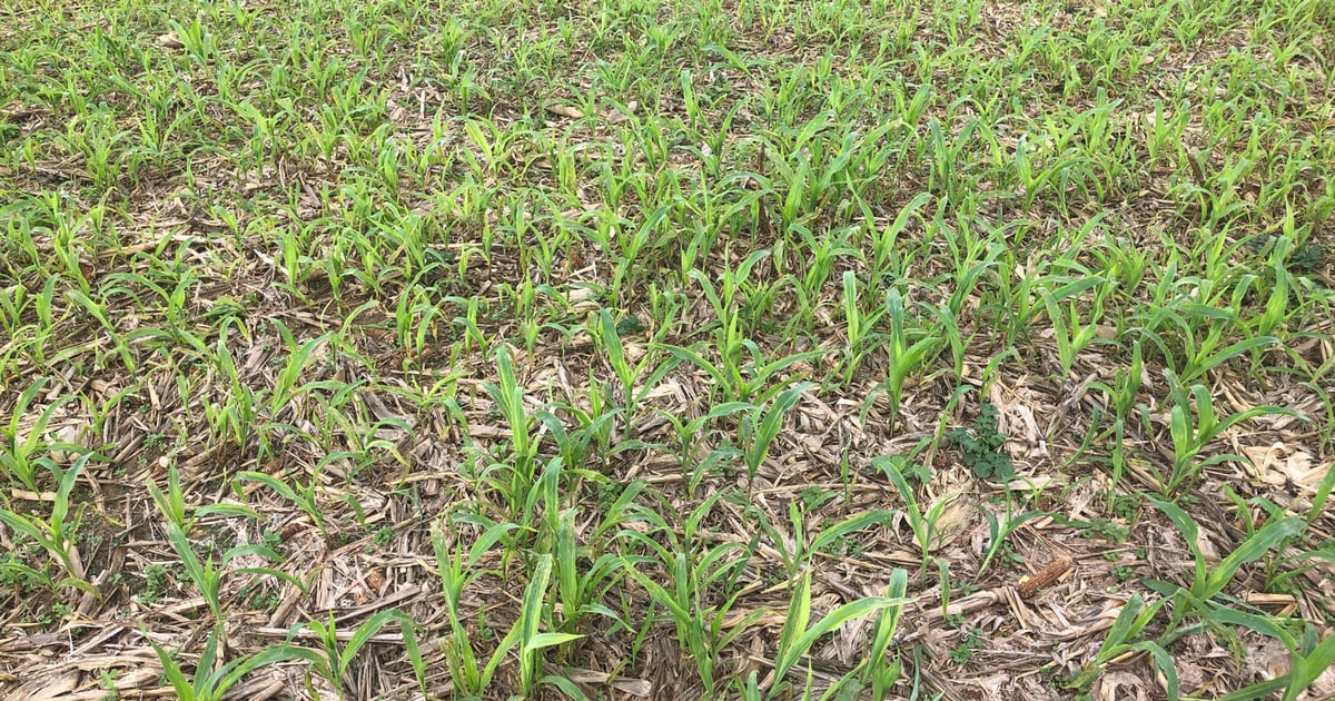 Reduce corn harvest losses in field