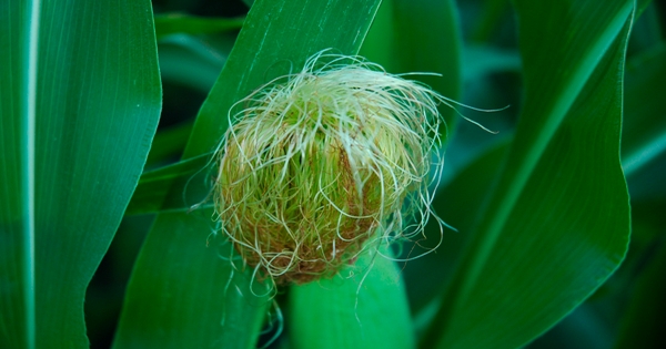 2 methods for estimating corn yield before harvest