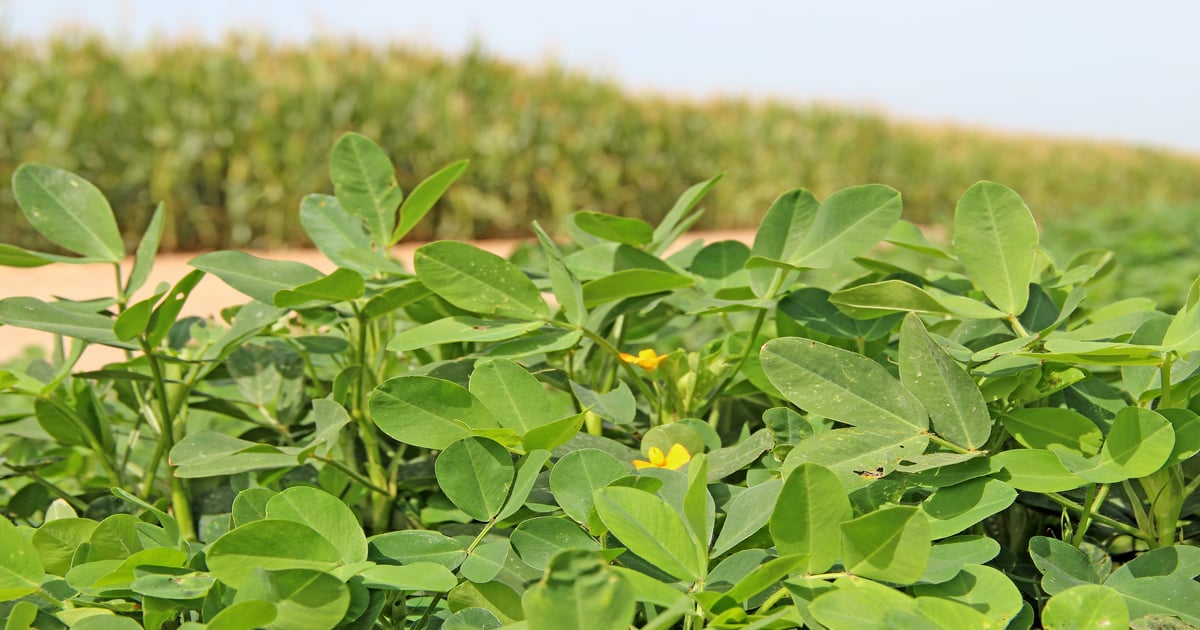 Midsouth peanut disease management: Southern blight, leaf spot threats