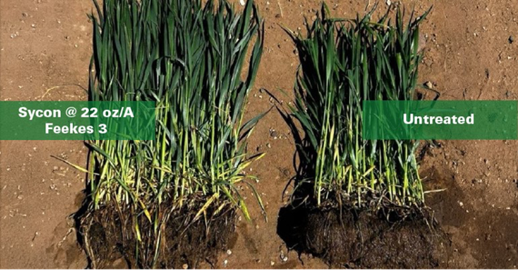 Boosting Wheat Yields in Three Ways