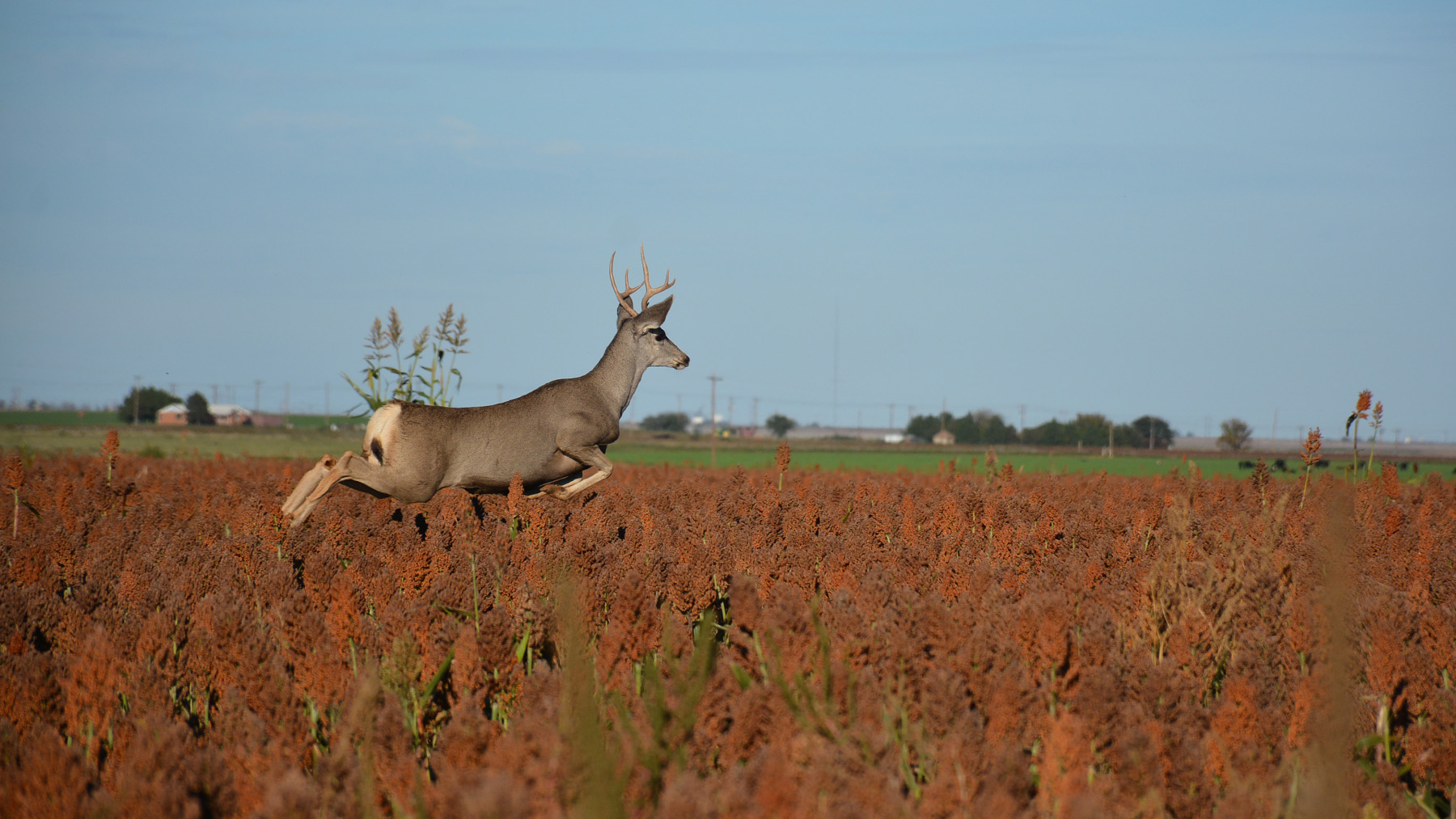 New World screwworm threatens Texas wildlife and livestock