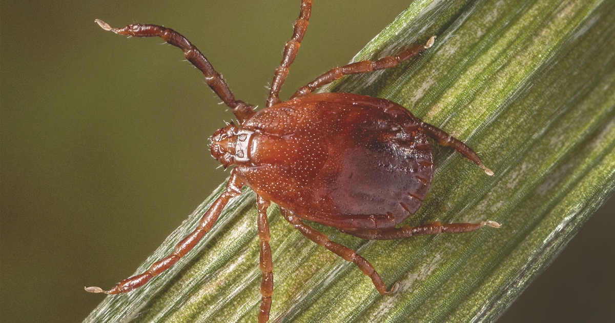 Cattle producers should be on the lookout for new tick species