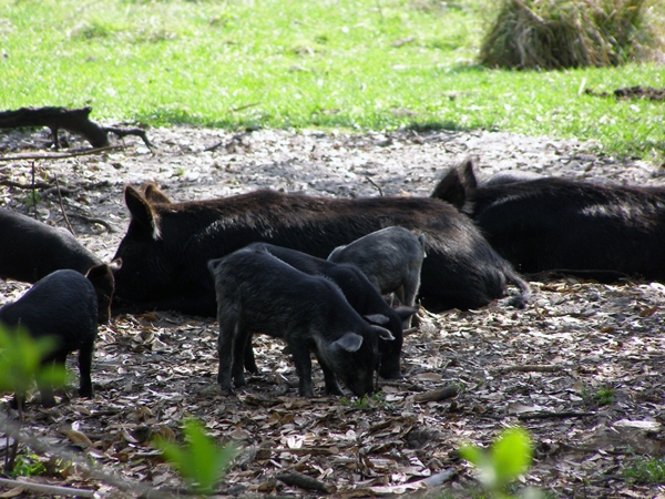 Wild hog money available to help Alabama farmers remove the feral pest