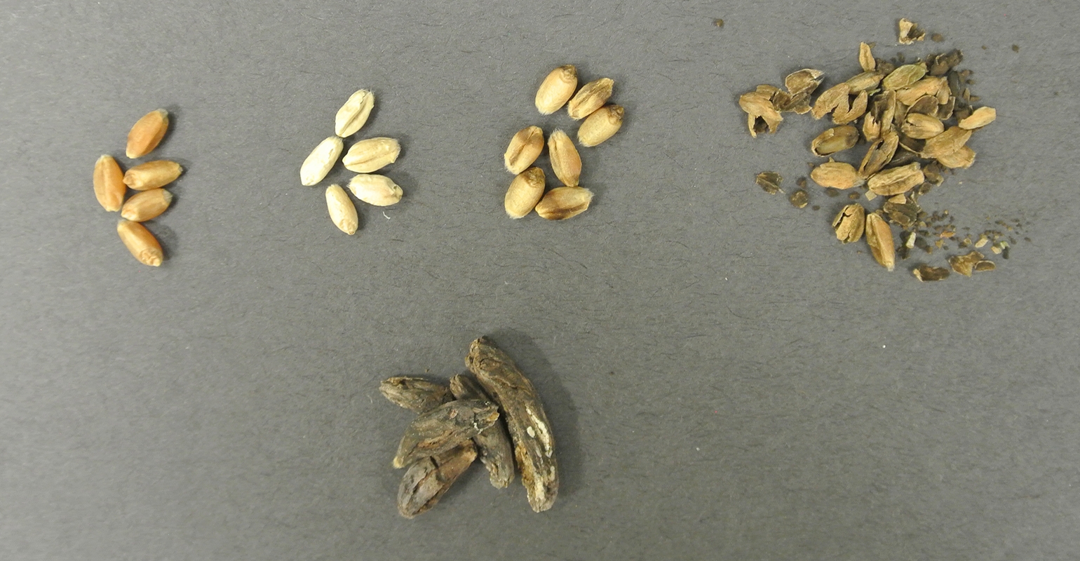 What causes wheat seed discoloration?