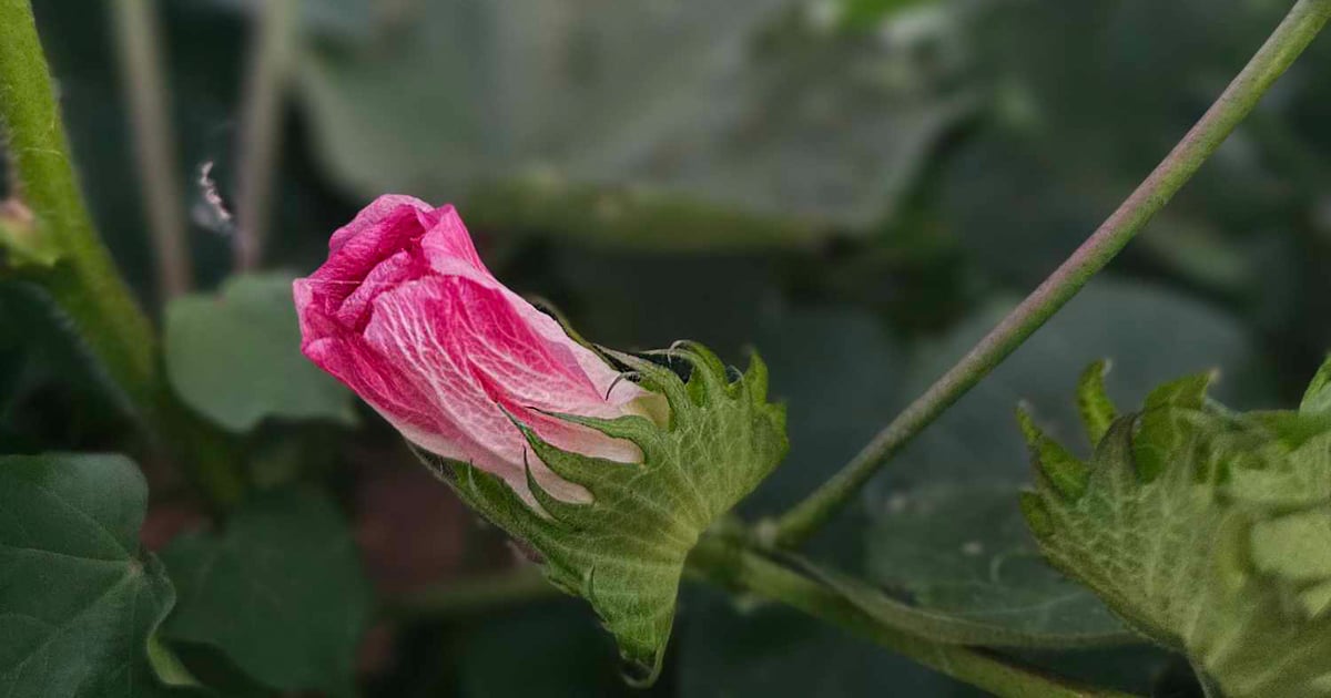 Upland cotton projections 1.5 million less than expected