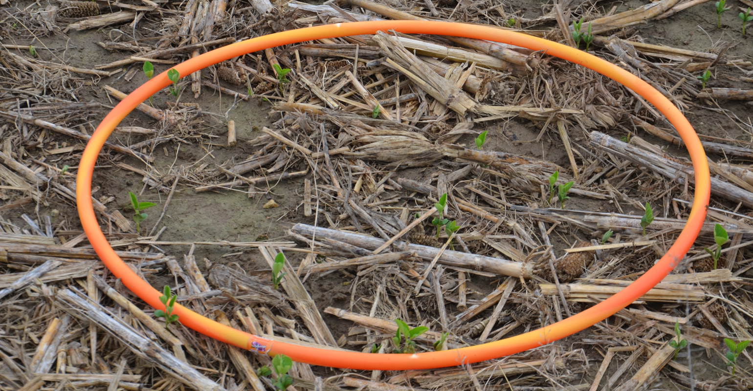 Apply hula-hoop method to determine soybean stands