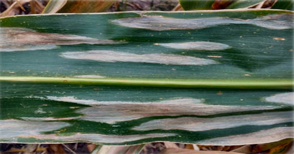 Watch out for northern leaf blight after wet conditions this spring ...