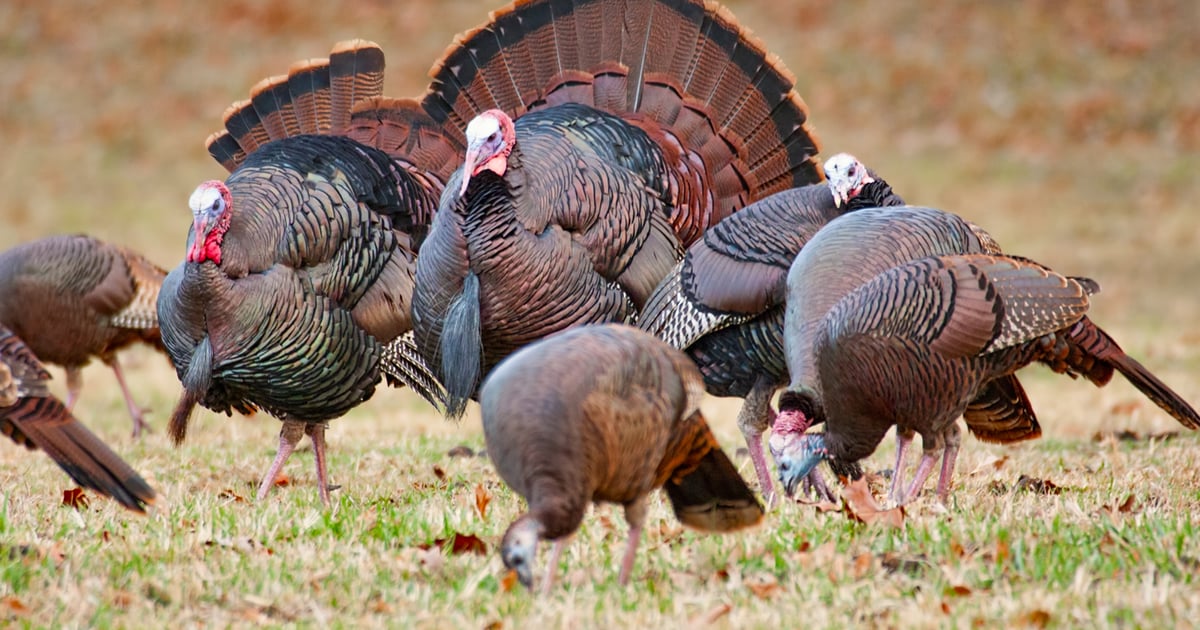 Group actually saves turkeys before Thanksgiving!