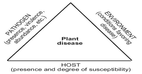 Samples needed to assess bacterial blight | Farm Progress