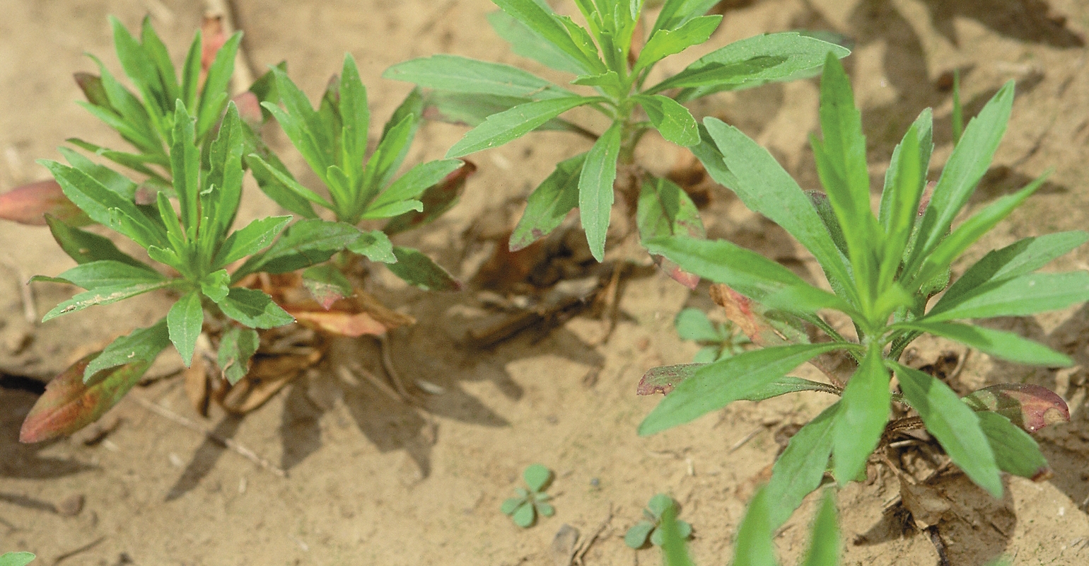 Reduce weed seed bank for a clean start to 2019