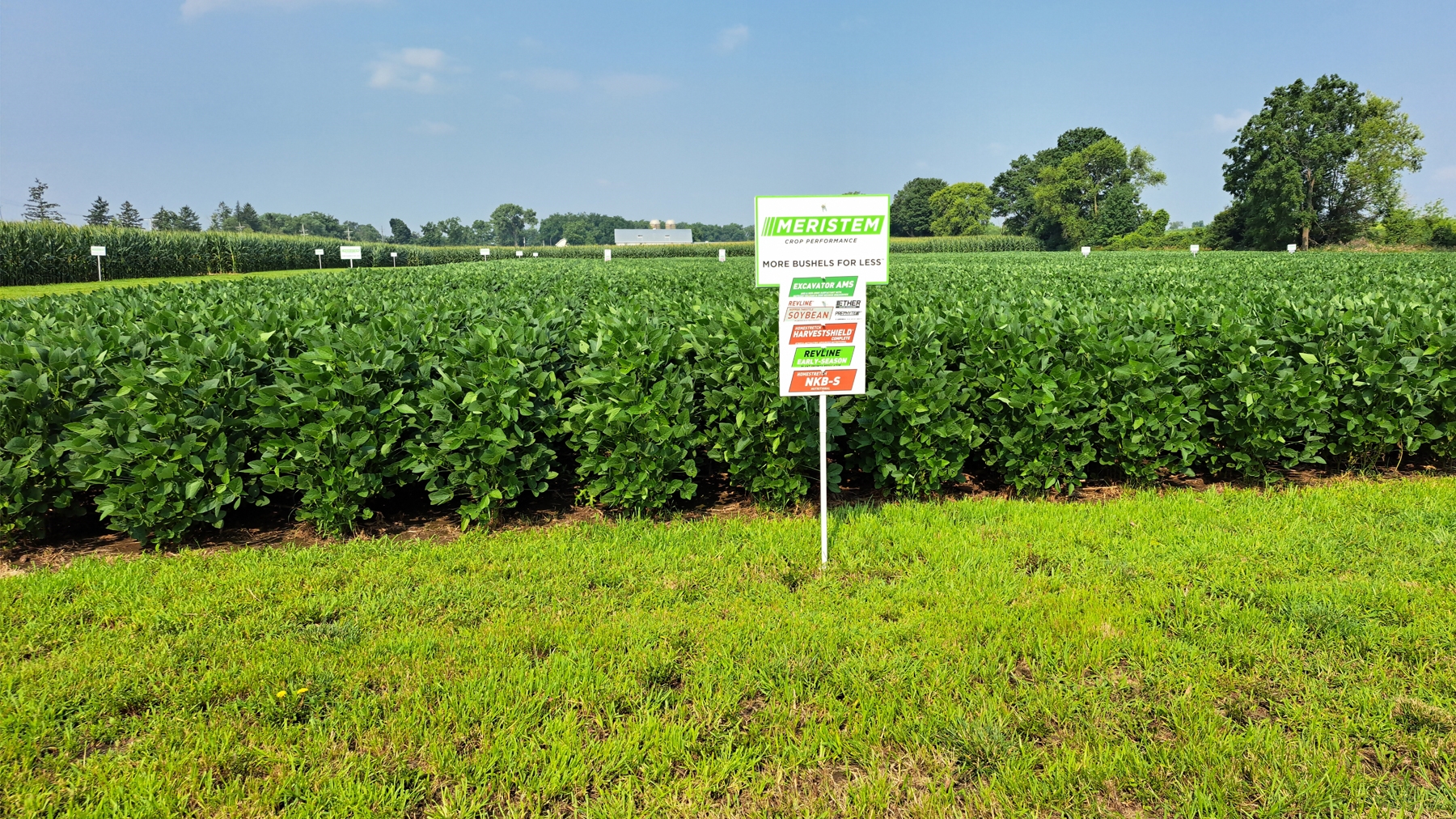 Soybean yield secrets: Hit that 80-bushel mark