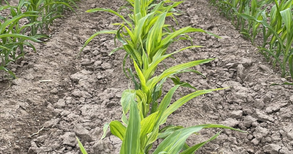 Maximize your soil's pH for success.