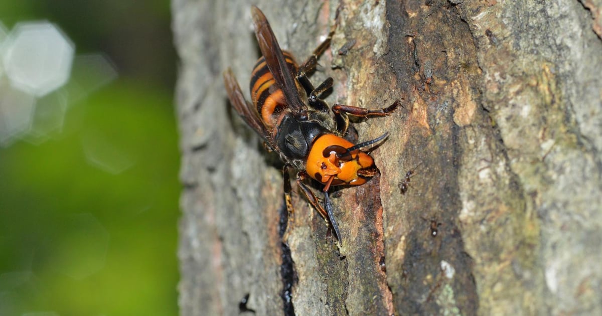 USDA invests $70 million in plant pest detection, surveillance