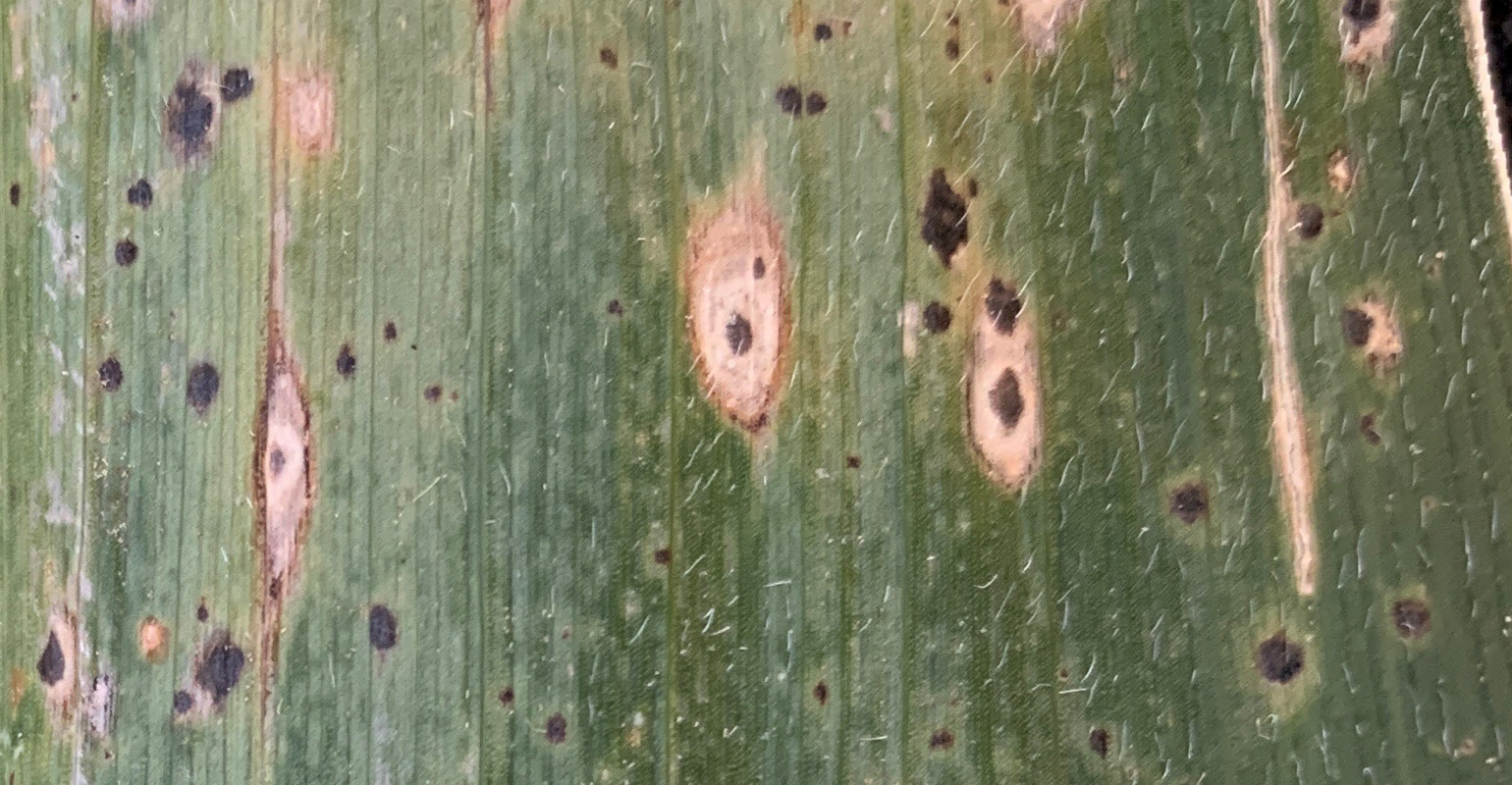 Tar spot marches west in Iowa