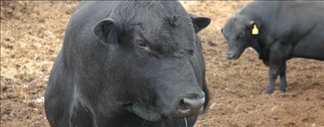 13 cow herds now infected with trichomoniasis