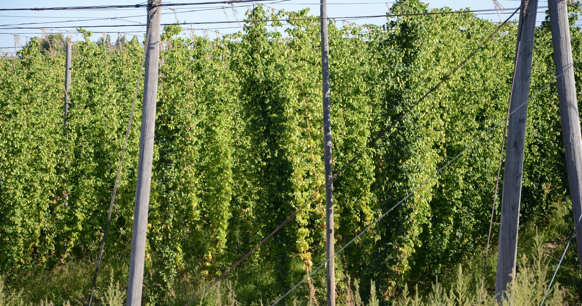 Public hops development gets a boost