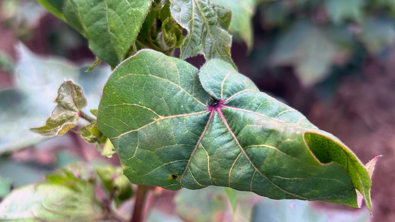 Don’t underestimate this new cotton pest