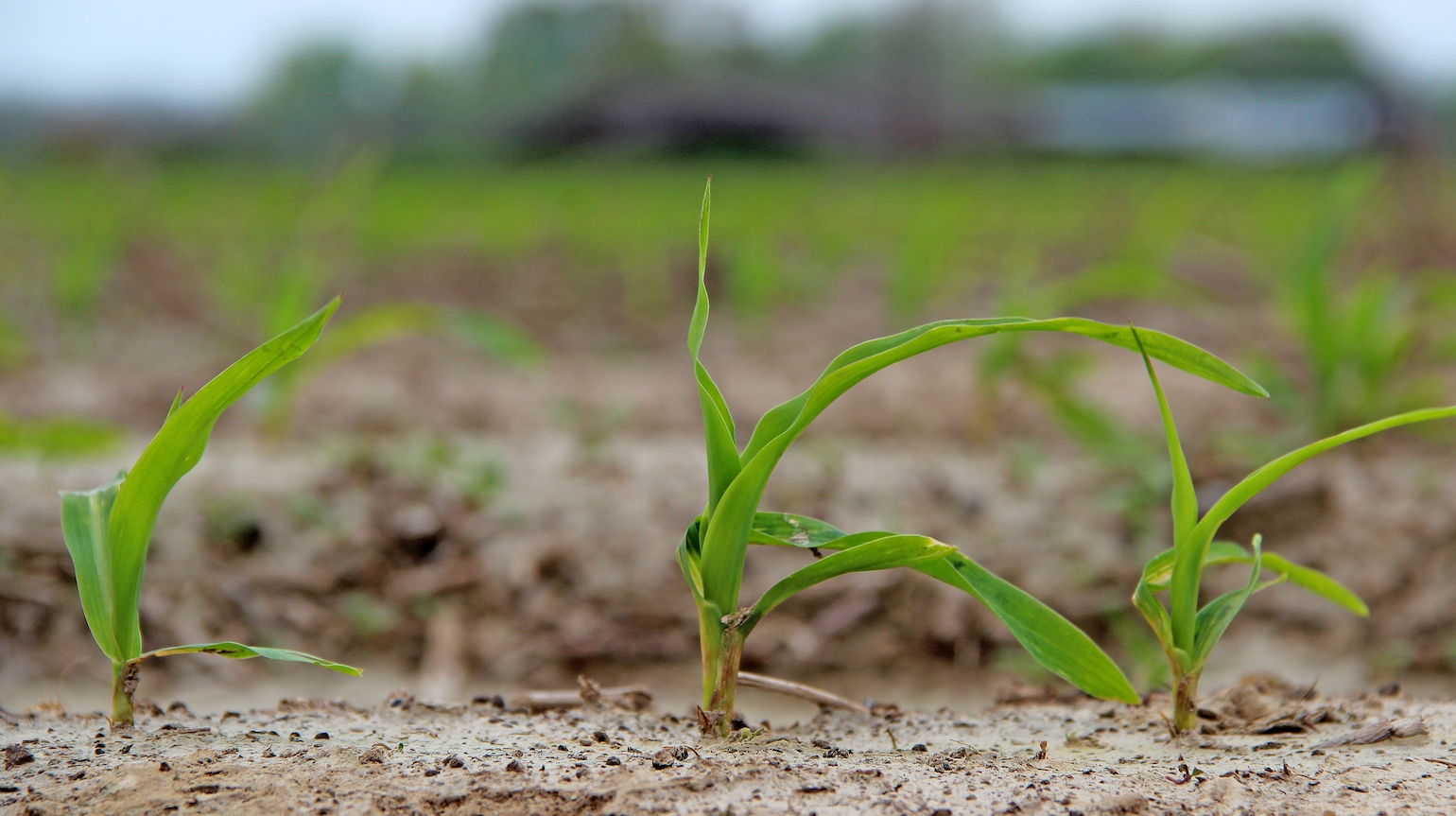 Avoid fertilizer damage in starter applications