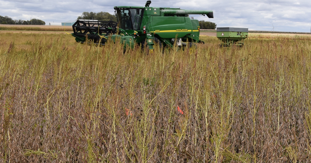 Harvest weed seed control: A new way to control pesky waterhemp