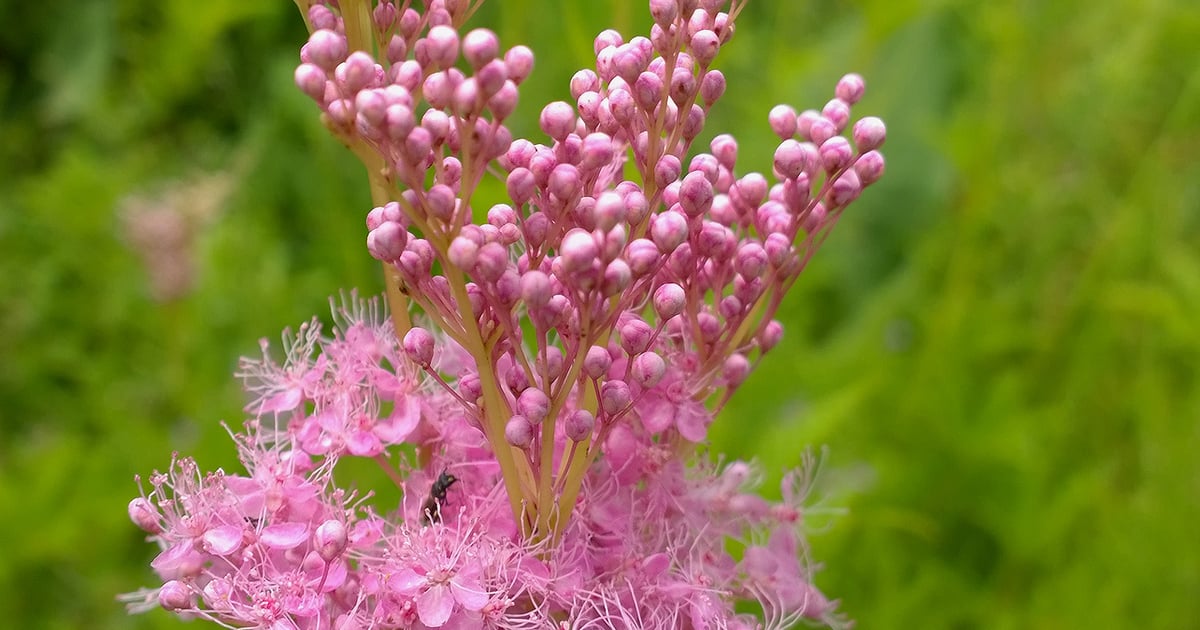 Native plants stand test of time