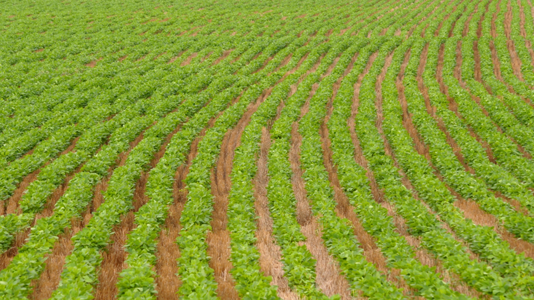 Soybean gall midge crops up in Kansas