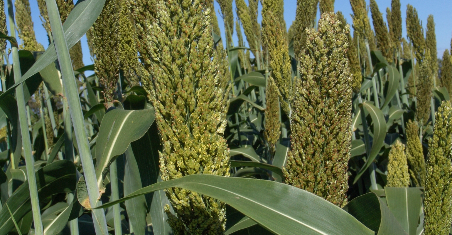 Summer annual forages for grazing, silage or haying