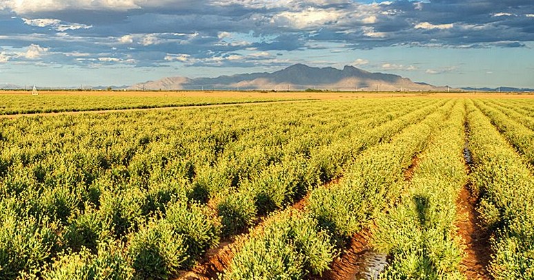 Tire company raising rubber in the desert