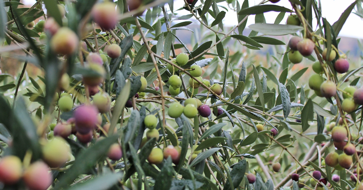 Turning to alternative crops