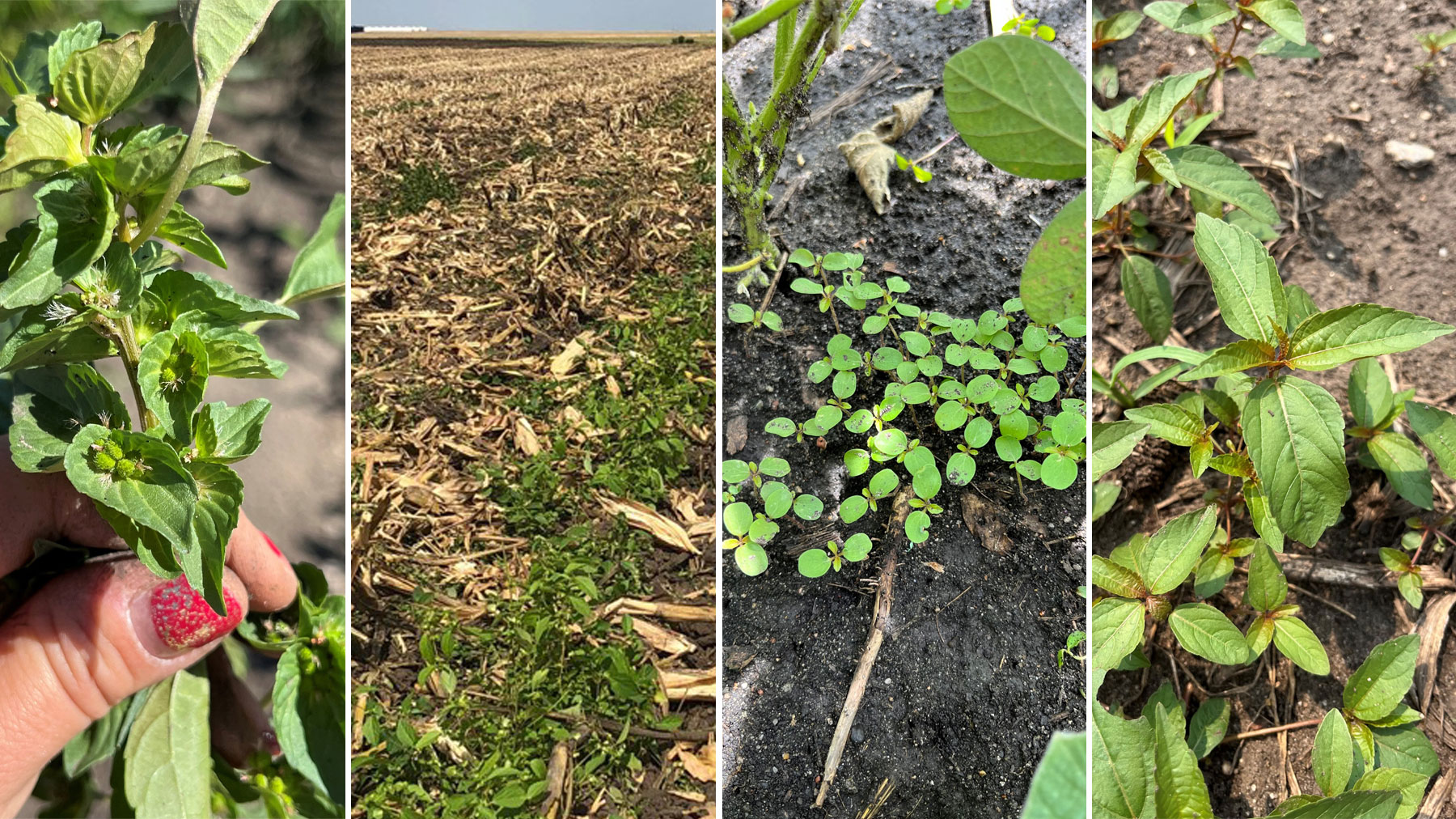 Asian copperleaf threatens Illinois crops